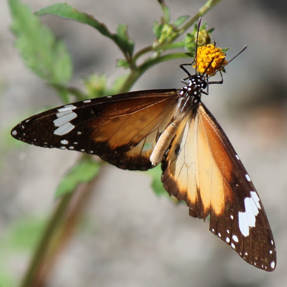 Lesser Wanderer Butterfly | Project Noah