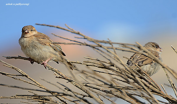 The Indian house sparrow | Project Noah