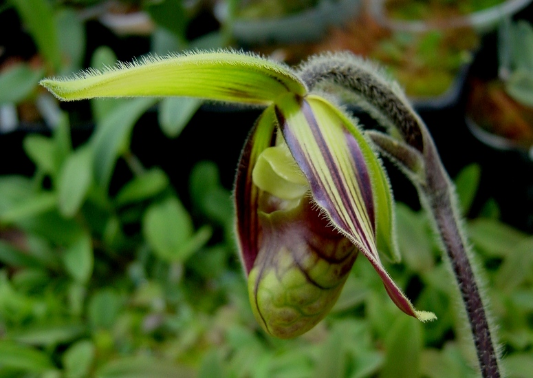 Paph sangii | Slippertalk Orchid Forum