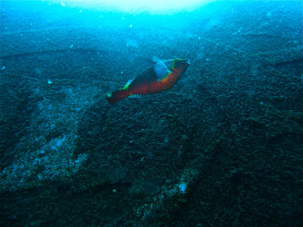 Parrot Fish | Project Noah