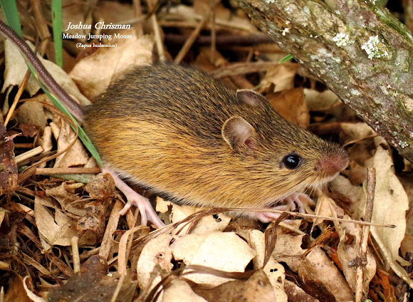 Meadow Jumping Mouse | Project Noah