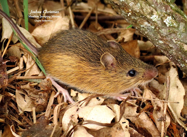 Meadow Jumping Mouse | Project Noah