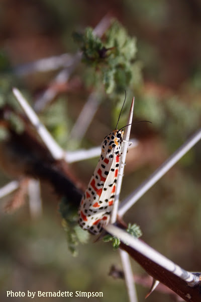 Crimon-speckled Flunkey | Project Noah