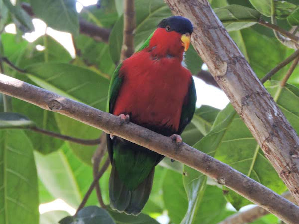 Collared Lory | Project Noah