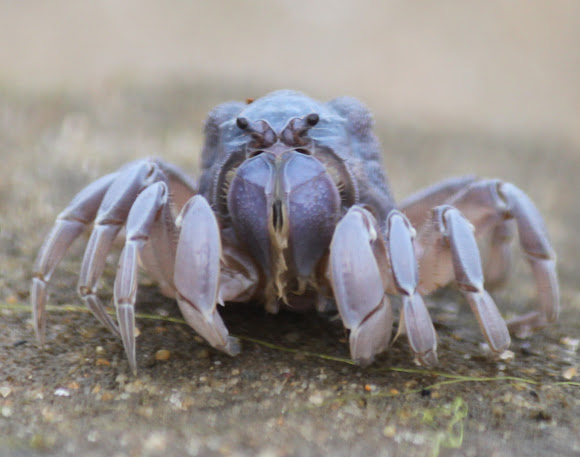 soldier crab | Project Noah