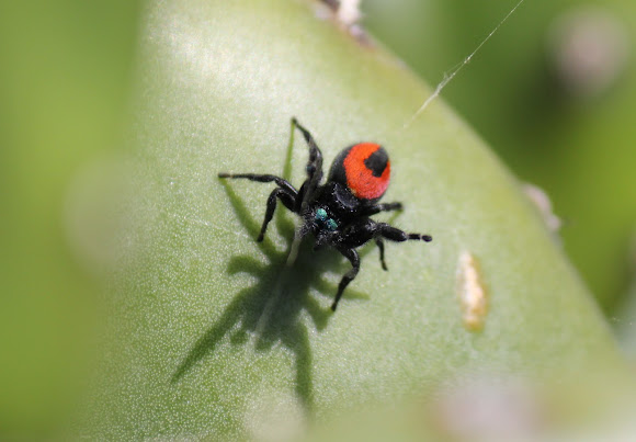 Red-backed Jumping Spider | Project Noah