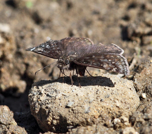 Juvenile's Duskywing | Project Noah