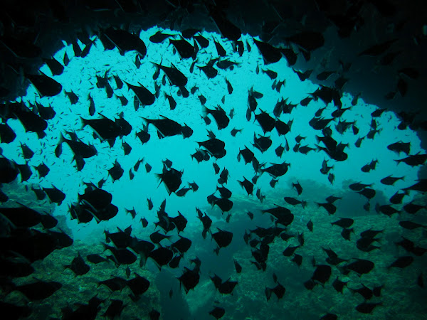 Dusky sweepers | Project Noah