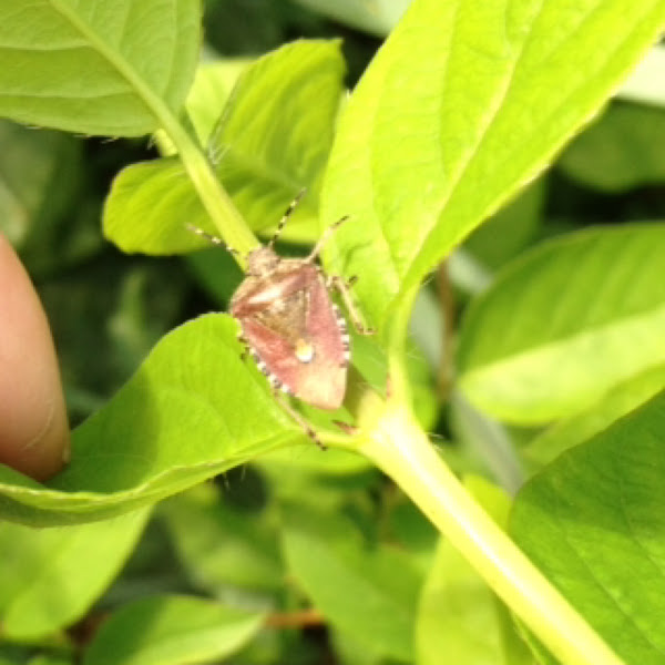 Slow Shieldbug | Project Noah