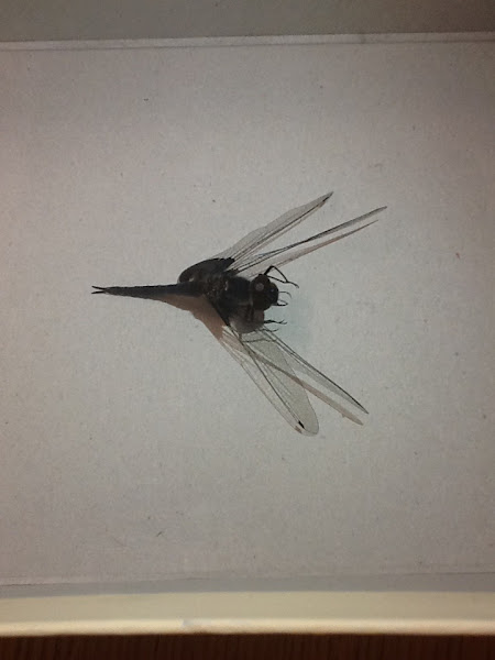 Unknown | Project Noah