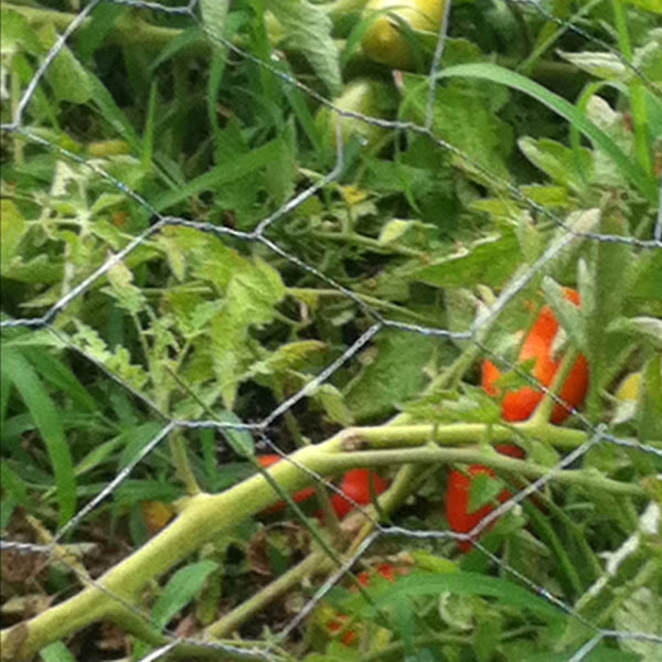 Tomato | Project Noah