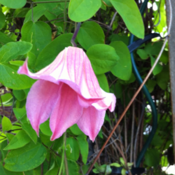 Duchess of Albany Clematis or Scarlet Leather Flower | Project Noah