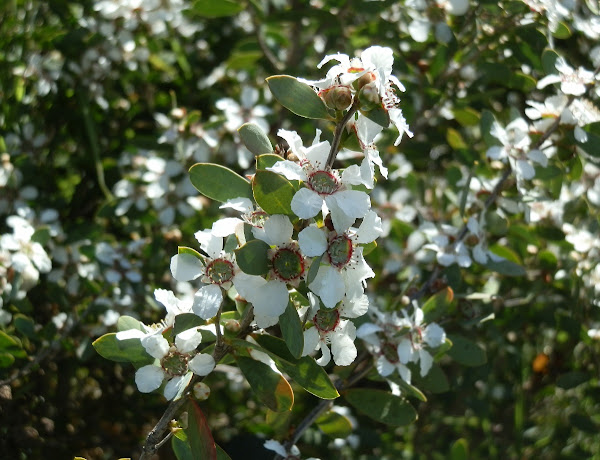 Coastal Tea Tree | Project Noah