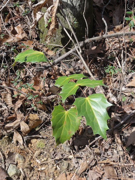 Leatherleaf Mahonia | Project Noah