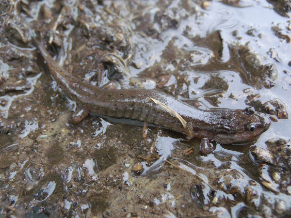 Northern Dusky Salamander | Project Noah