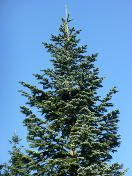 Subalpine or Rocky Mountain Fir | Project Noah