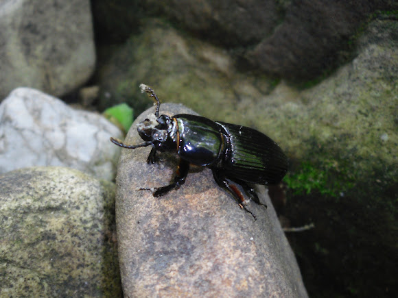 Jerusalem beetle | Project Noah