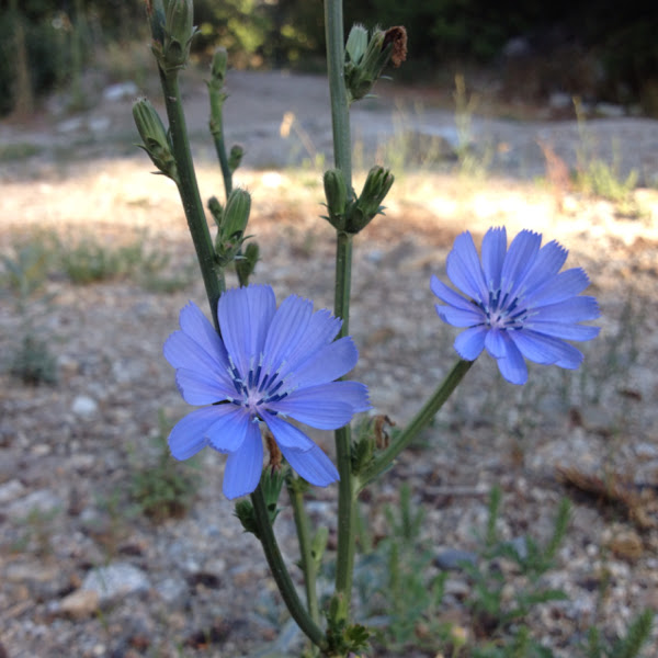 Common Chicory | Project Noah