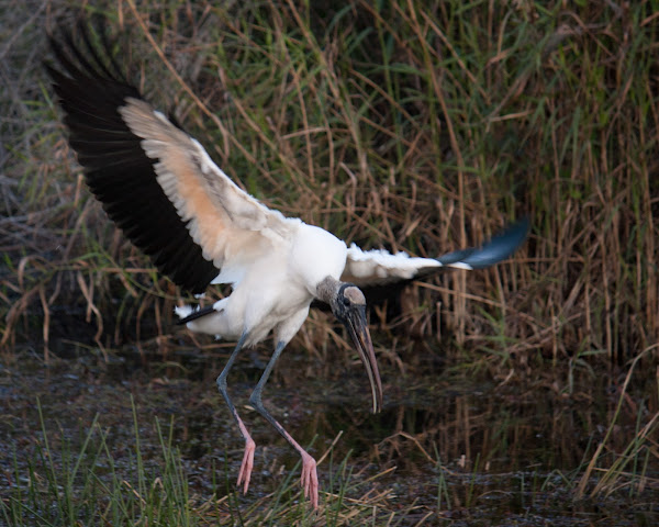 Wood Stork | Project Noah