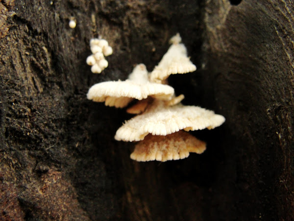 Split gill fungus | Project Noah