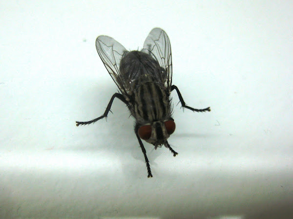 Mosca de la carne | Project Noah