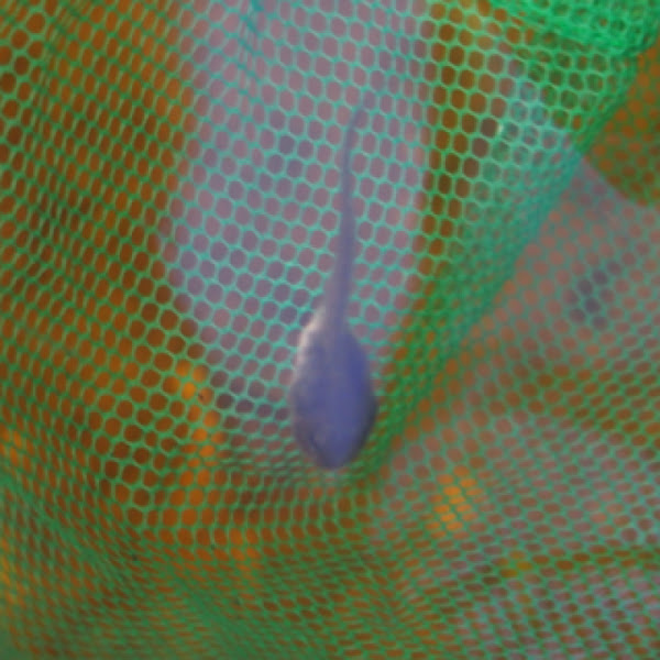 Tadpole | Project Noah