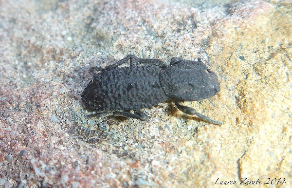 Diabolical Ironclad Beetle | Project Noah