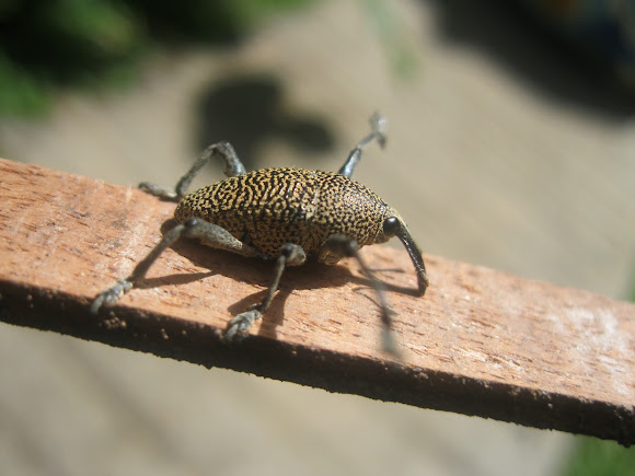Cholus Weevil | Project Noah