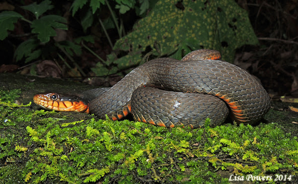 Copper-bellied watersnake | Project Noah