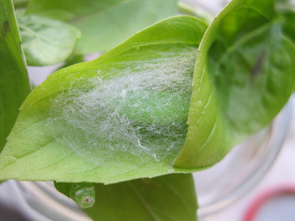 Tomato Looper | Project Noah