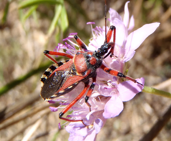 Assassin Bug. Chinche asesino | Project Noah
