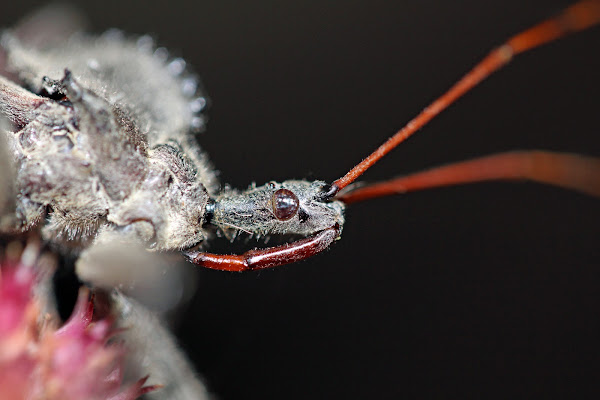Wheel bug - (Type of Assassin Bug) | Project Noah