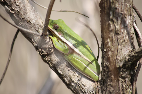 American green tree frog | Project Noah