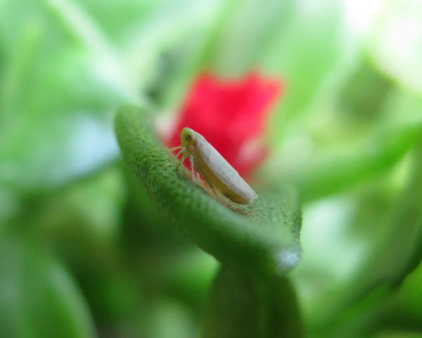 Beet Leafhopper | Project Noah