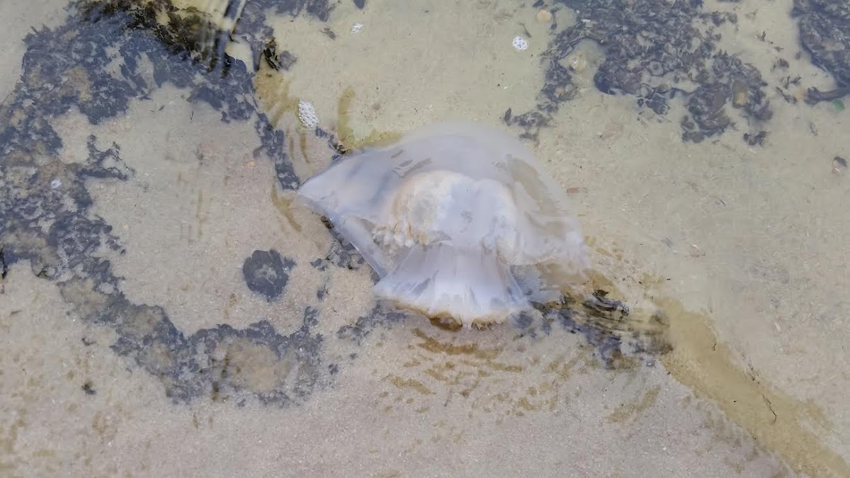 Cannonball Jellyfish | Project Noah