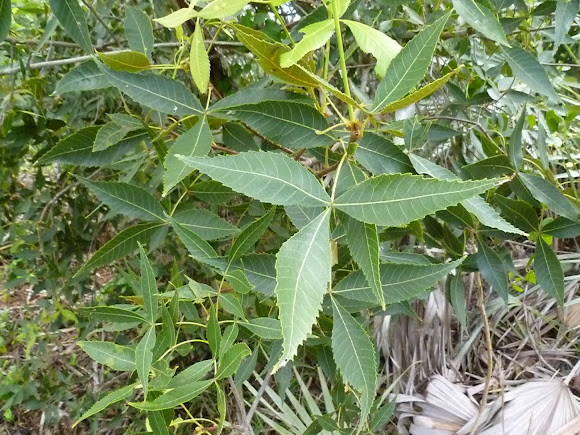 Scrub Hickory | Project Noah