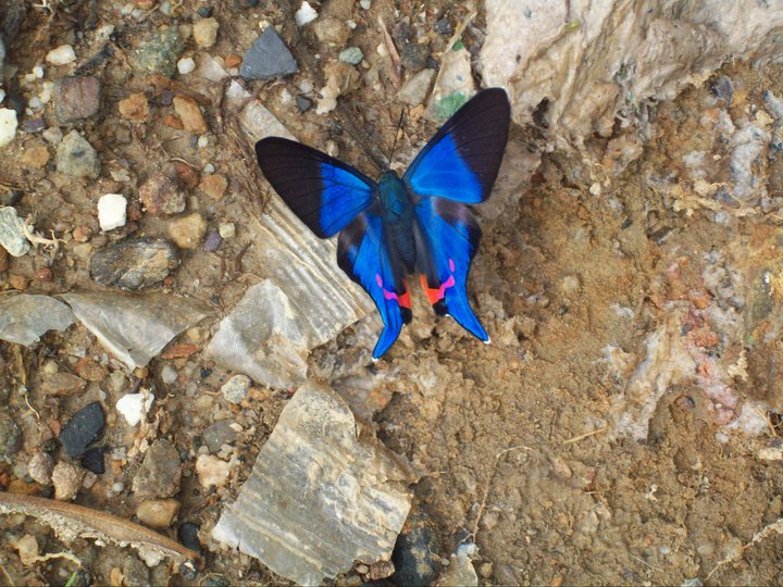 periander | Project Noah