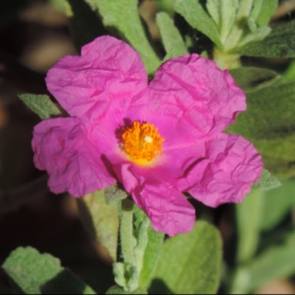 Magenta Rockrose | Project Noah