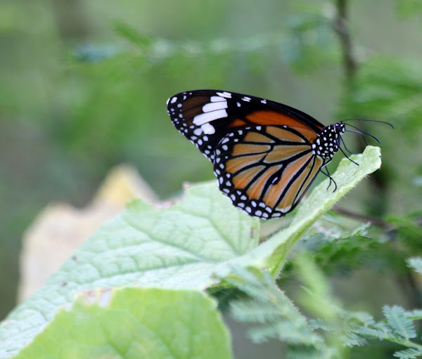 Striped Tiger | Project Noah