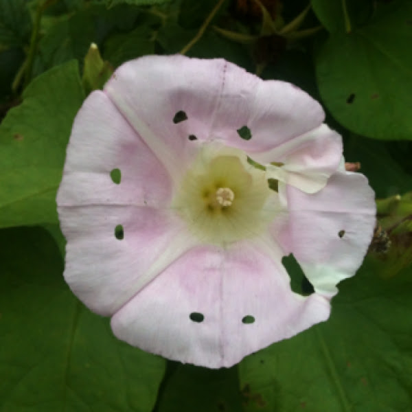 Larger Bindweed | Project Noah