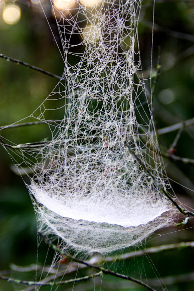Bowl and Doily Spider (web) | Project Noah