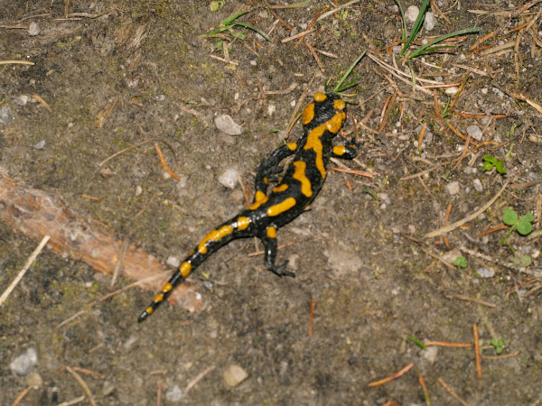 Salamandra škvrnitá | Project Noah