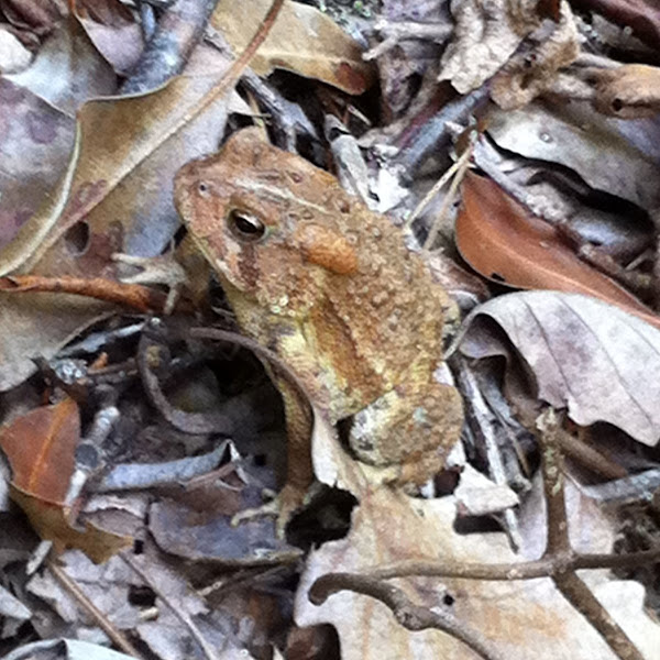 Eastern American Toad ( male ) | Project Noah