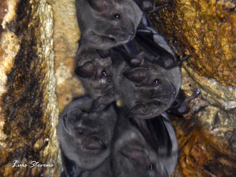New World leaf-nosed bats | Project Noah