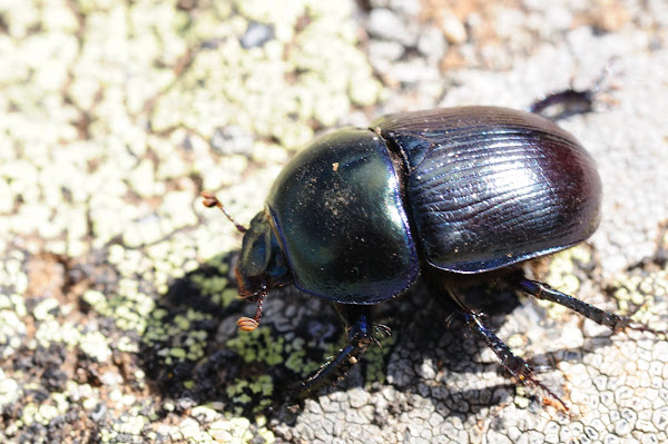 dung beetle | Project Noah