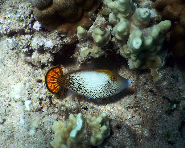 Fantail Filefish | Project Noah