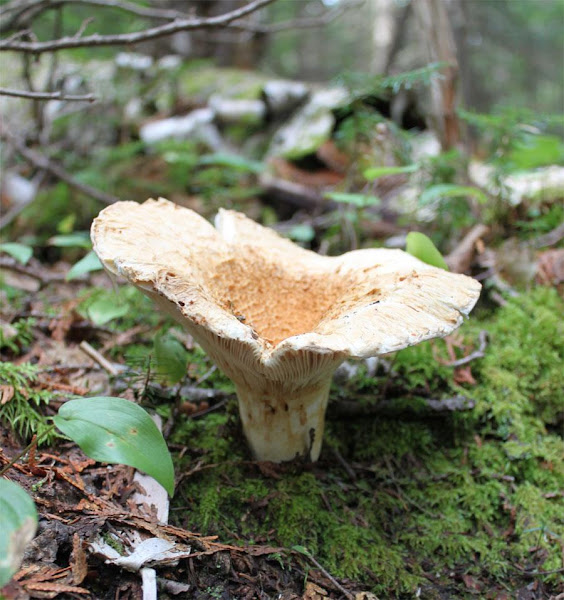 Spotting | Project Noah