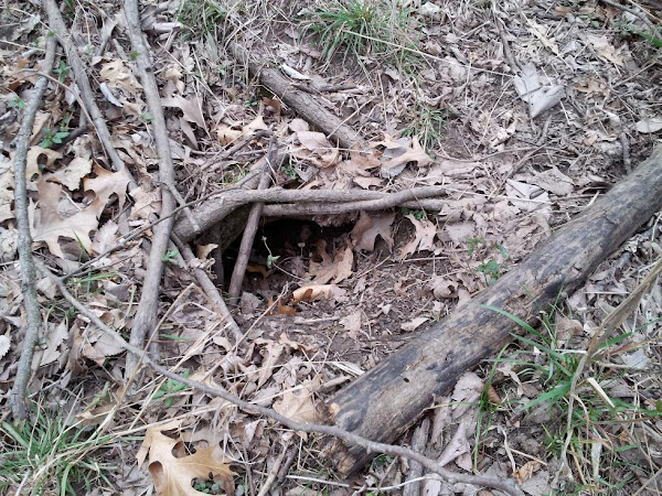 Mammal burrow | Project Noah