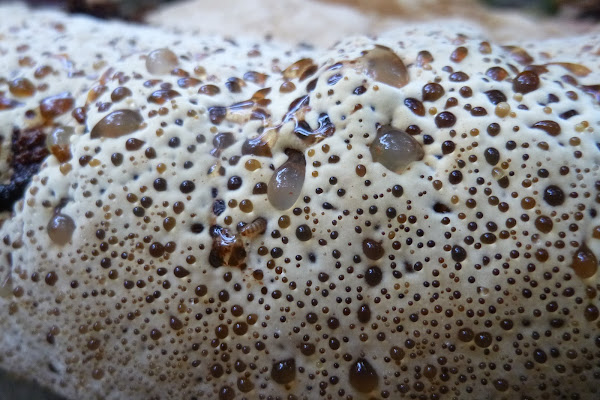 Resinous Polypore | Project Noah