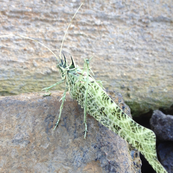 Lichen katydid | Project Noah